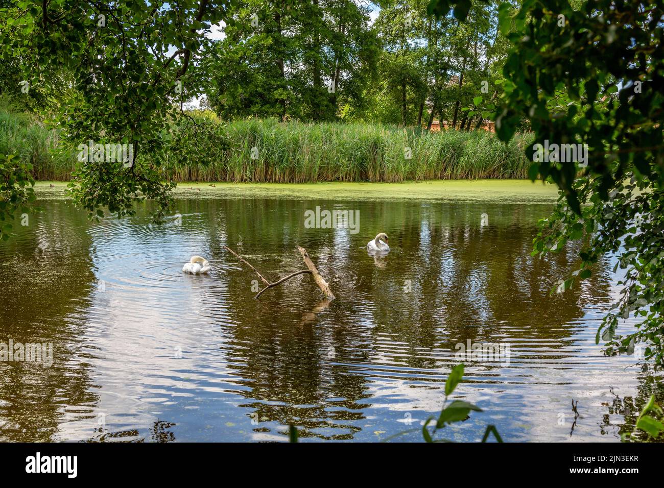 Riverside walk at peaceful River Arrow in the grounds of Coughton Court ...