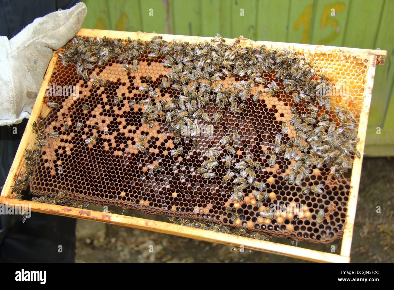 Hive frame hi-res stock photography and images - Alamy