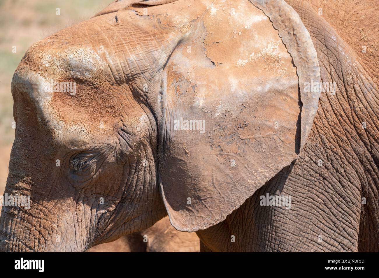 African elephant ear skin detail hi-res stock photography and images ...