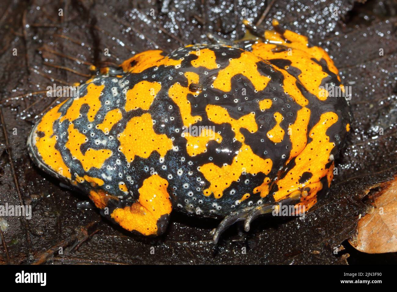 The fire-bellied toad (Bombina bombina) shows belly during the ...