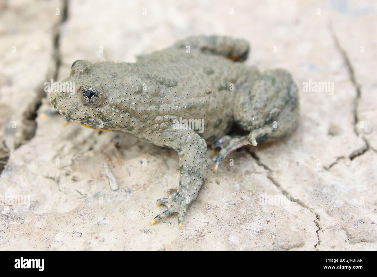 The yellow-bellied toad (Bombina variegata) in its natural habitat ...