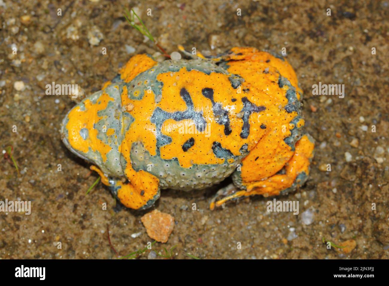 The yellow-bellied toad (Bombina variegata) shows belly during the ...