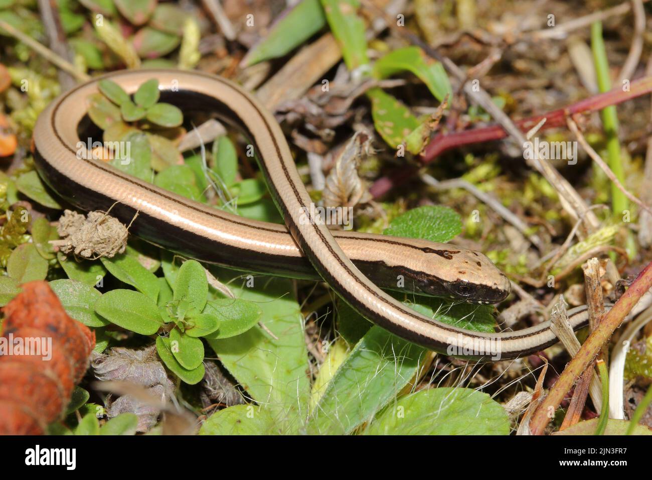 Young eastern slow worm (Anguis colchica) in natural habitat Stock ...