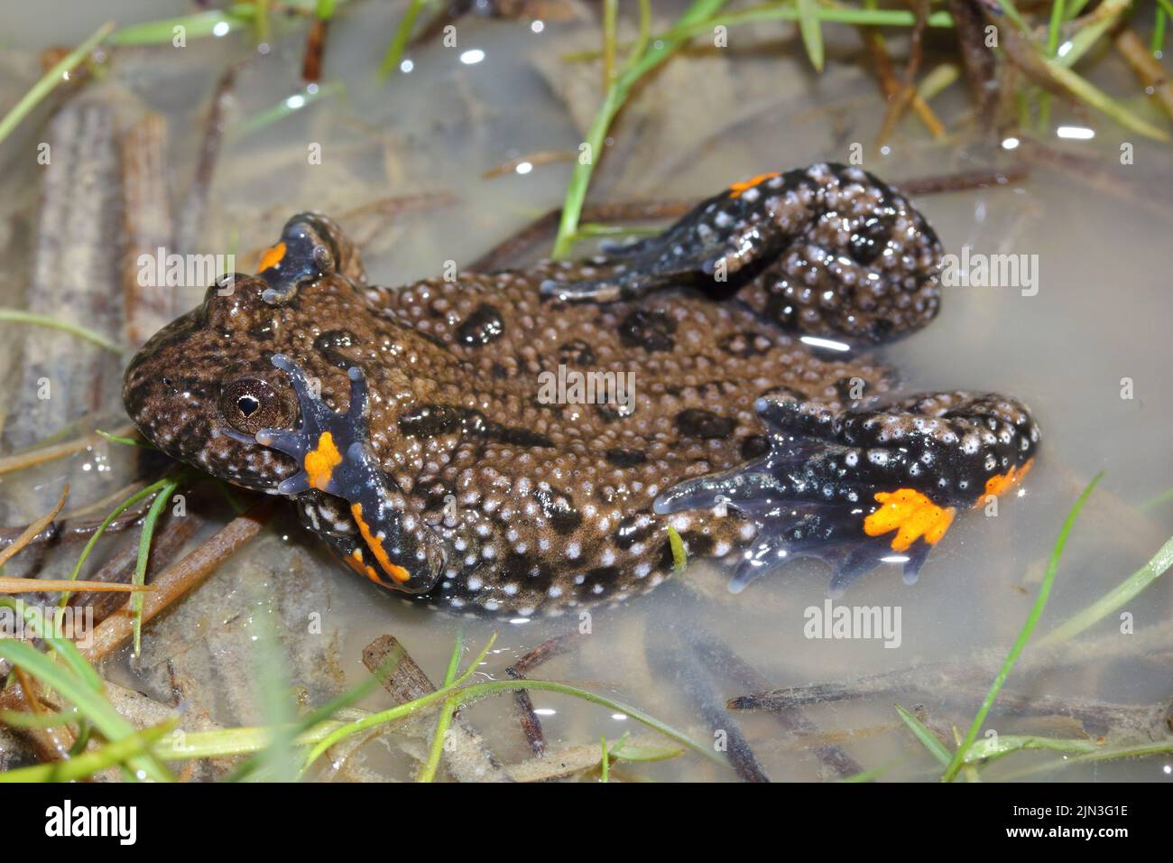 The fire-bellied toad (Bombina bombina) shows red, orange legs during ...