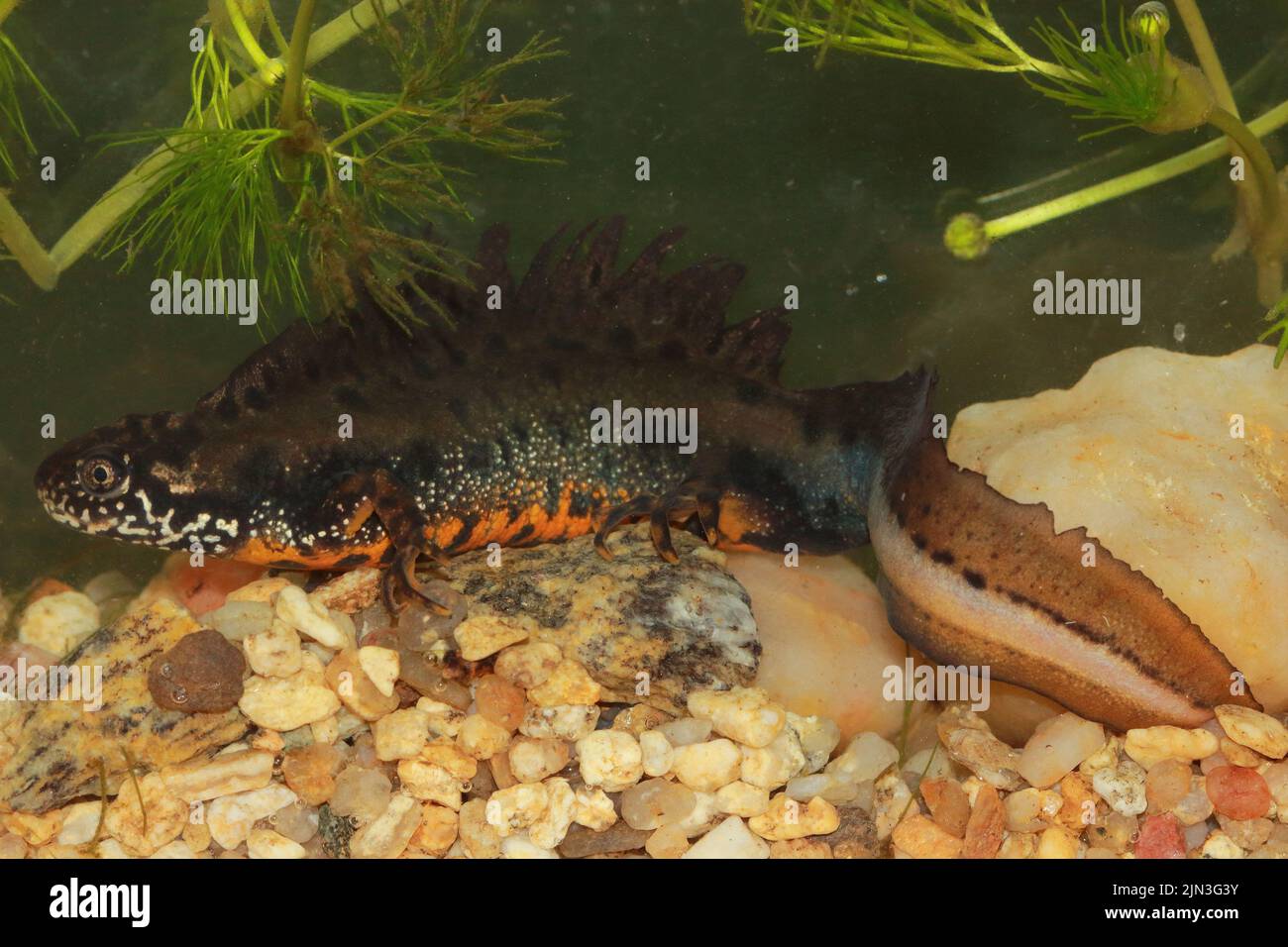 The Danube Crested Newt (Triturus dobrogicus) male in a natural ...