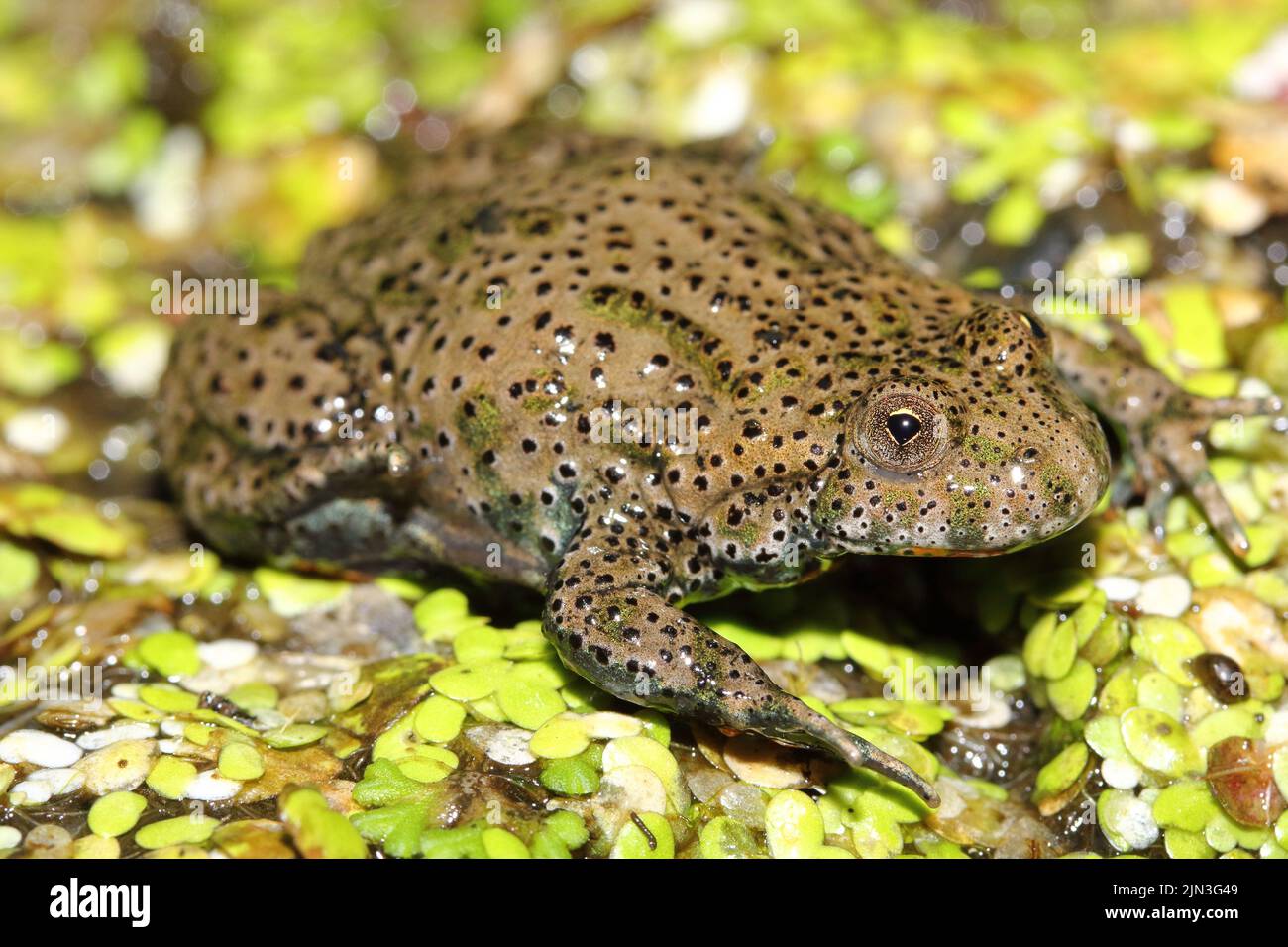 The fire-bellied toad (Bombina bombina) in its natural habitat Stock Photo - Alamy