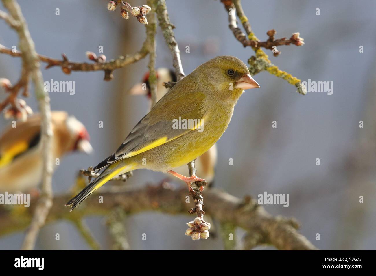 The European greenfinch (Chloris chloris) male on a tree branch Stock ...