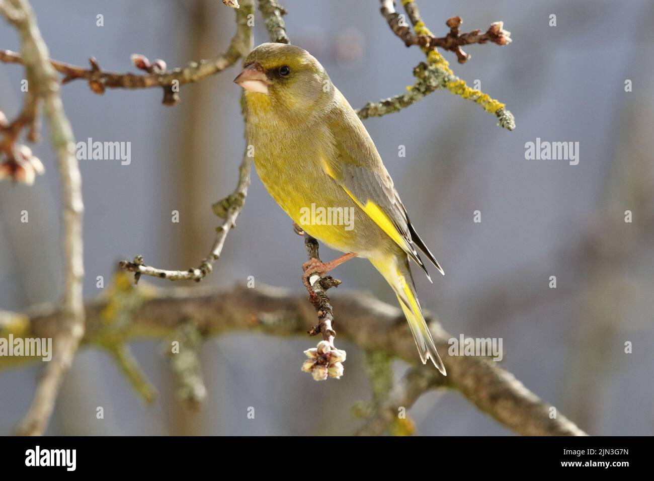 The European greenfinch (Chloris chloris) male on a tree branch Stock ...