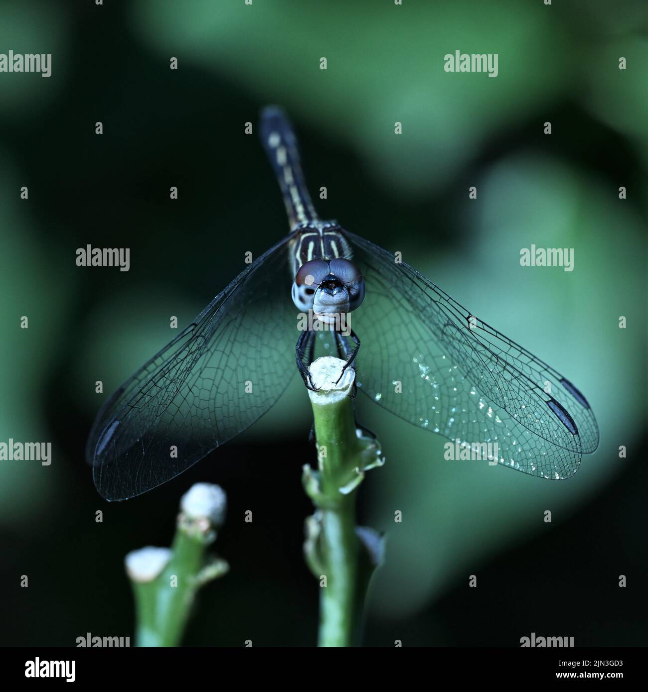 A closeup shot of Emperor dragonfly with blue head on a grass stick ...