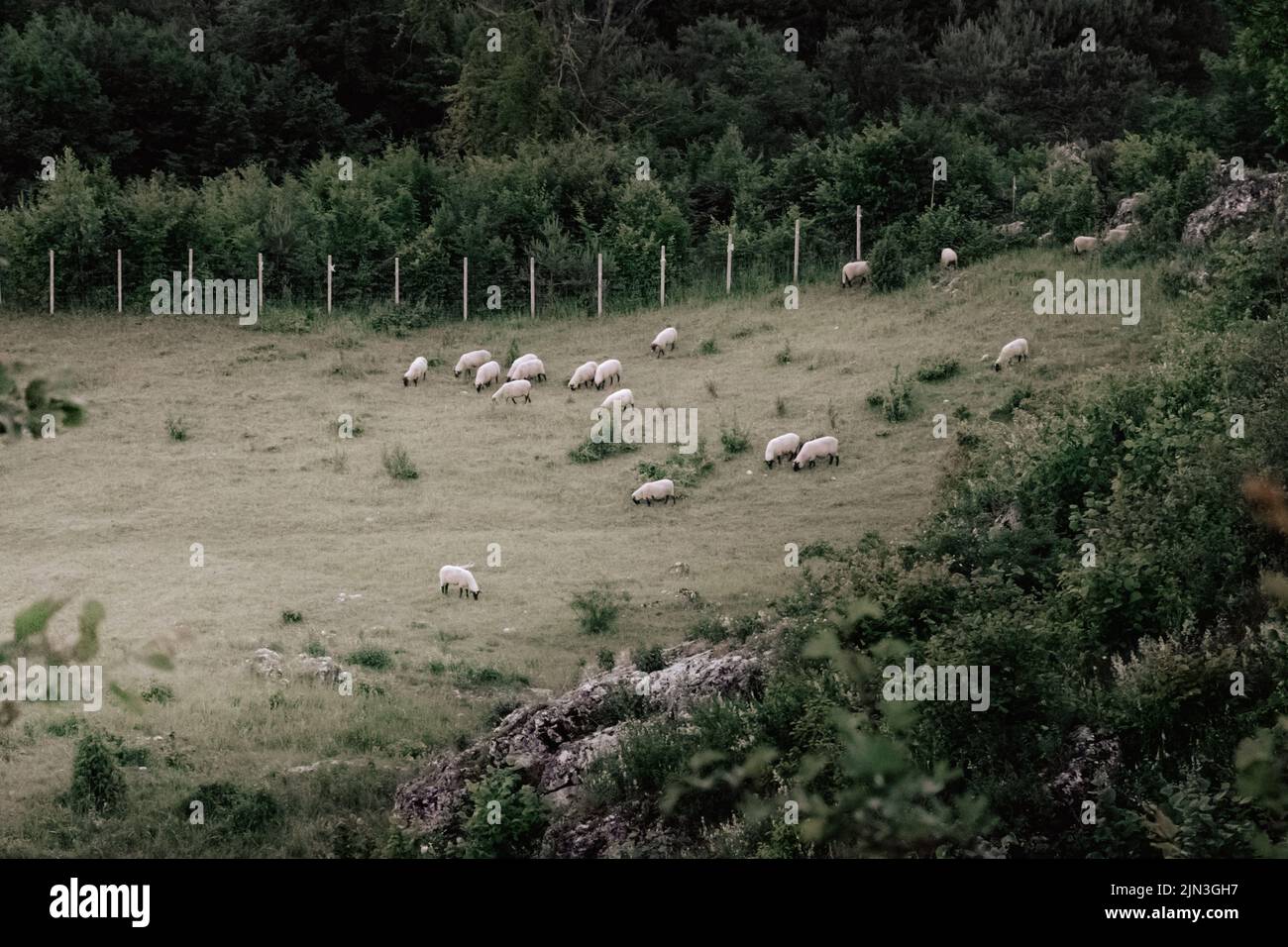 Sheep eating tree hi-res stock photography and images - Alamy