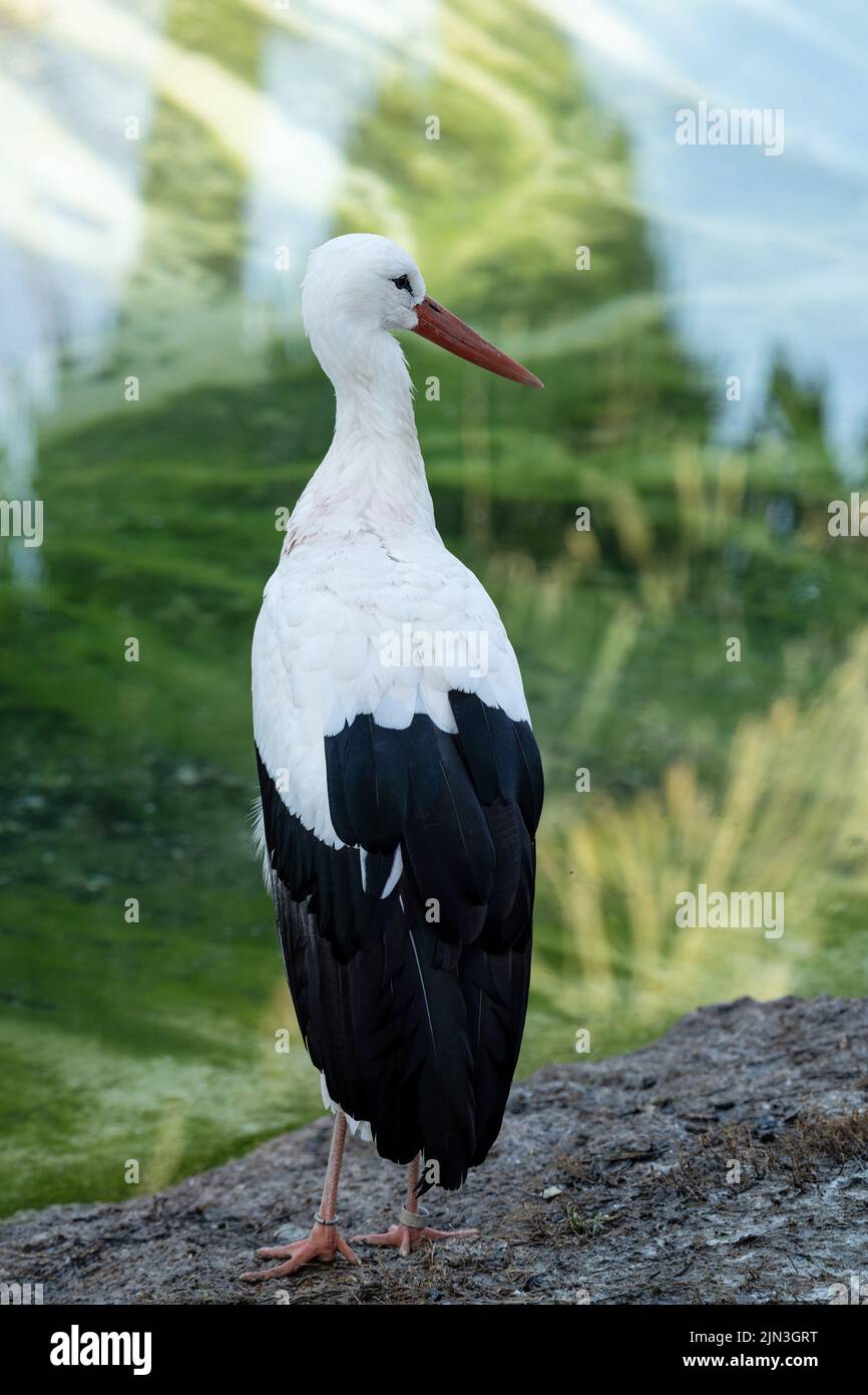 A vertical shot of a stork bird standing on a rock with blurred ...