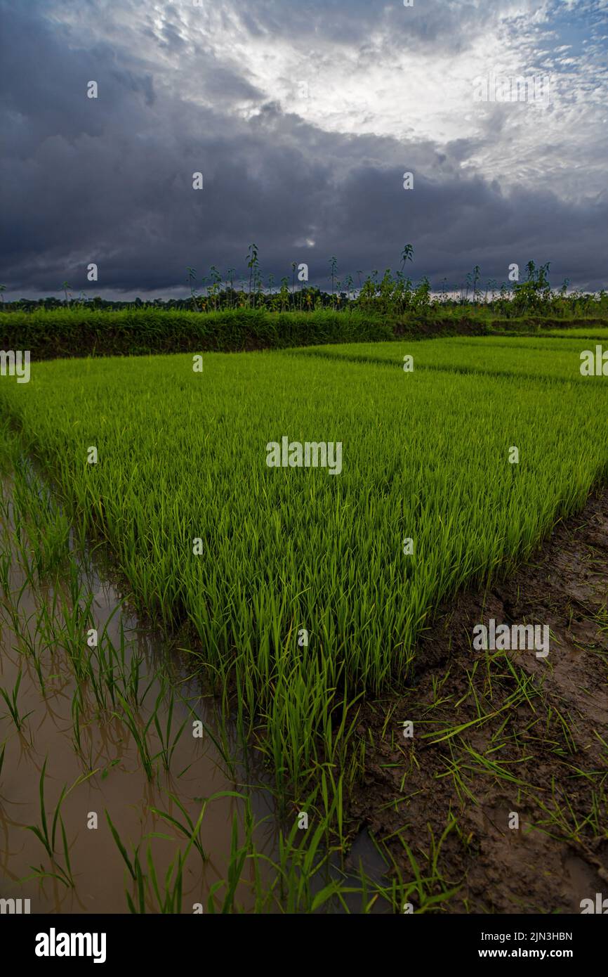 The lush green paddy field after rain under dark stormy clouds in ...