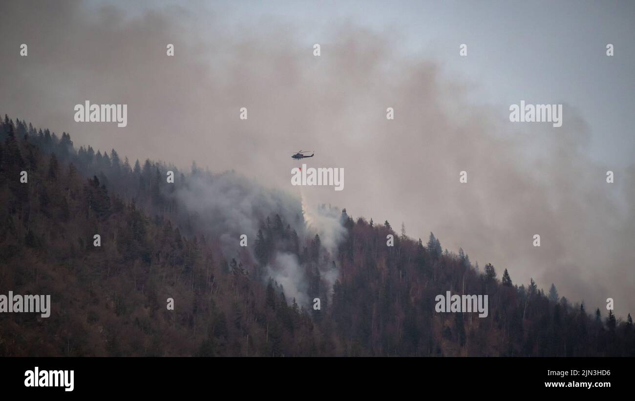 Wildfire firefighting in forest with helicopter carrying a water bucket ...