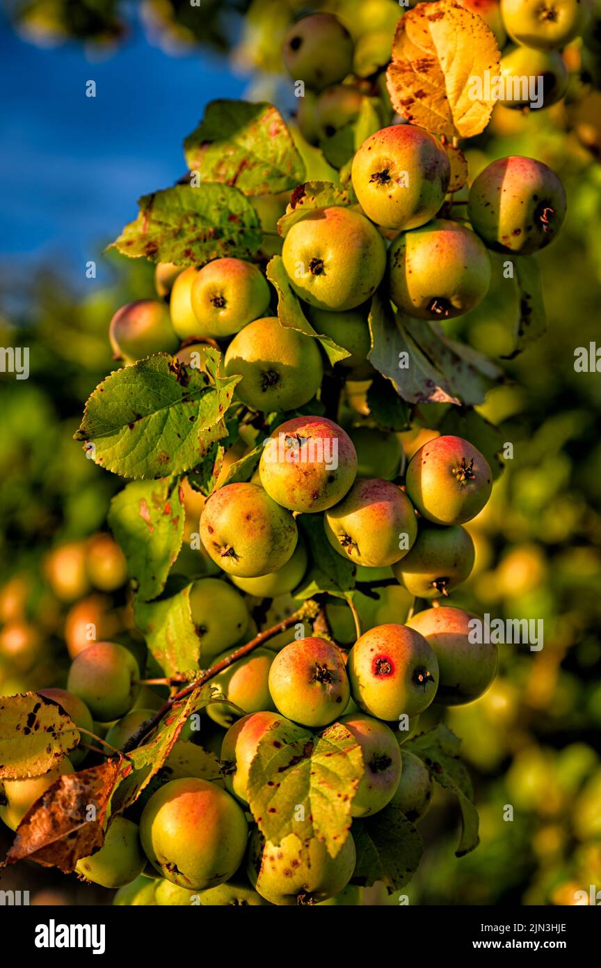 crop of wild apples highlighted by the evning sun in North Norfolk, UK ...