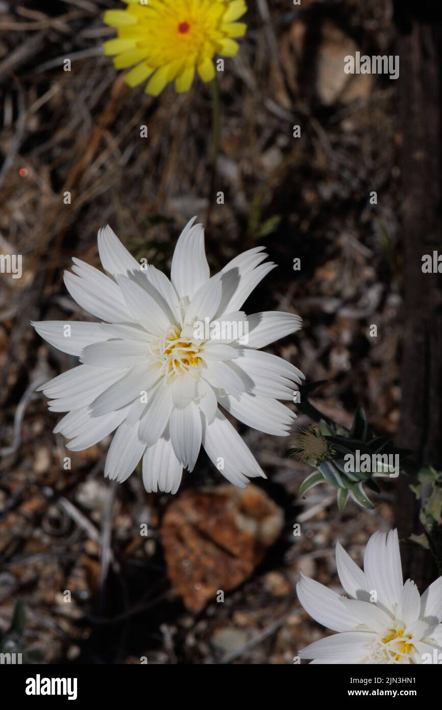 Racemose inflorescence hi-res stock photography and images - Alamy