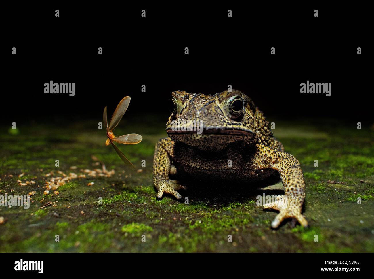 An adorable Asian common toad on green algae-covered stone on dark ...