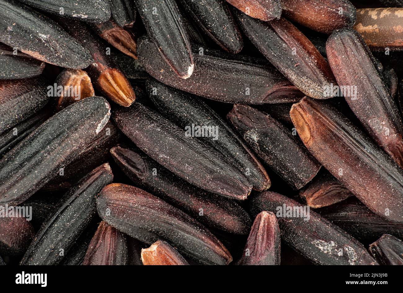 Black wholegrain Thai rice under microscope, image width 15mm Stock ...