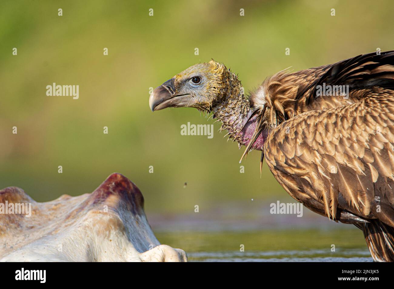 A side view of vulture next to bloody animal skull on blur background ...