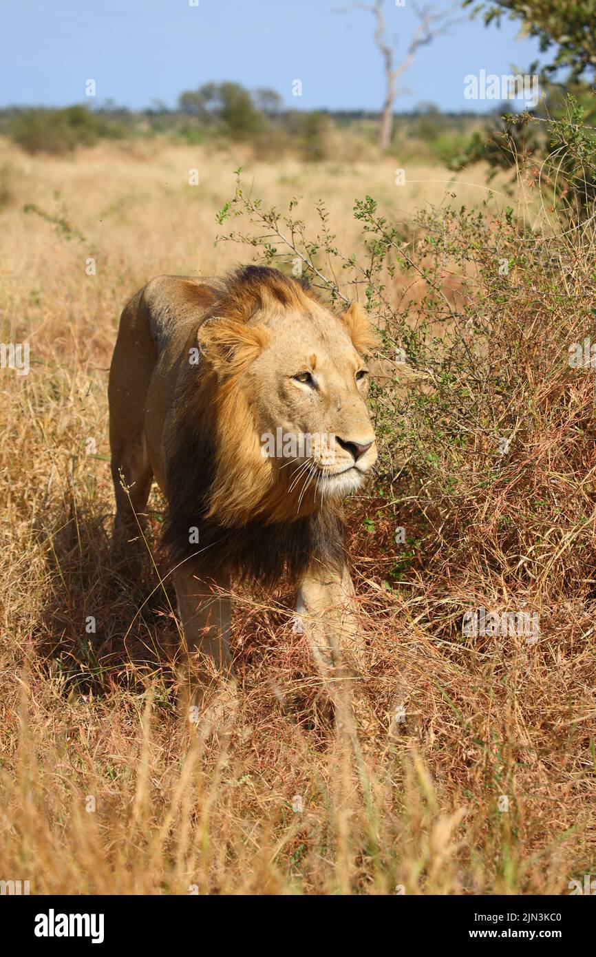 Afrikanischer Löwe / African lion / Panthera leo Stock Photo - Alamy
