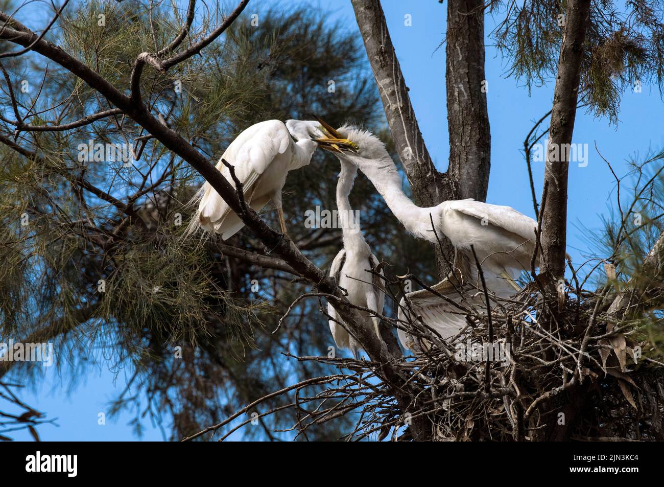A Great Egret (Ardea alba) with two juveniles on a tree in Sydney, NSW ...