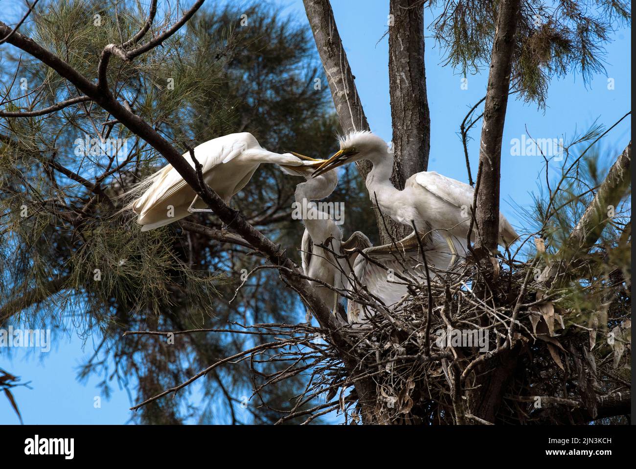 A Great Egret (Ardea alba) with two juveniles on a tree in Sydney, NSW ...