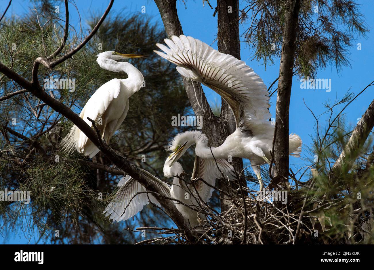 A Great Egret (Ardea alba) with two juveniles on a tree in Sydney, NSW ...
