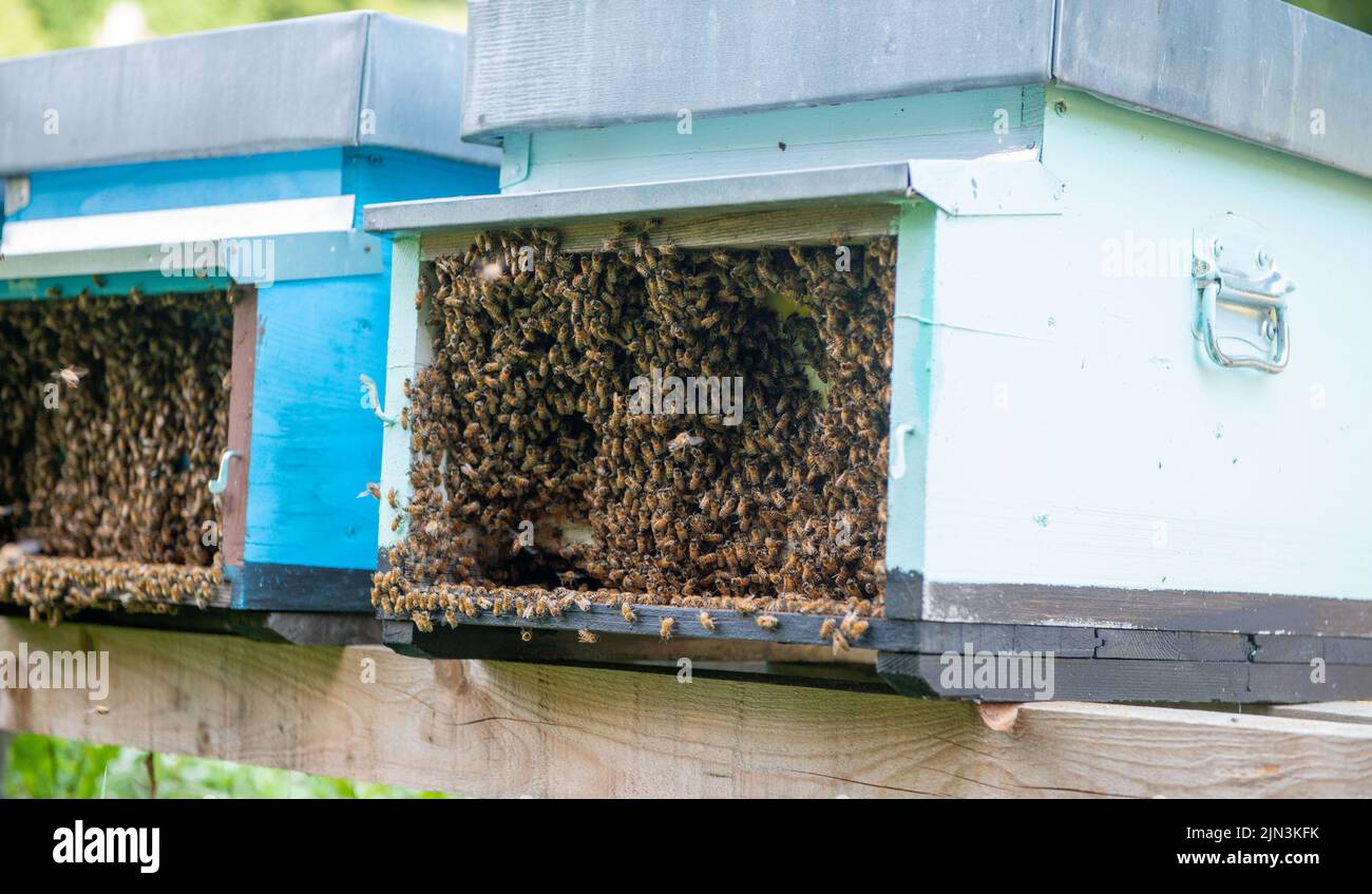 Hives for bees in chestnut wood Stock Photo - Alamy