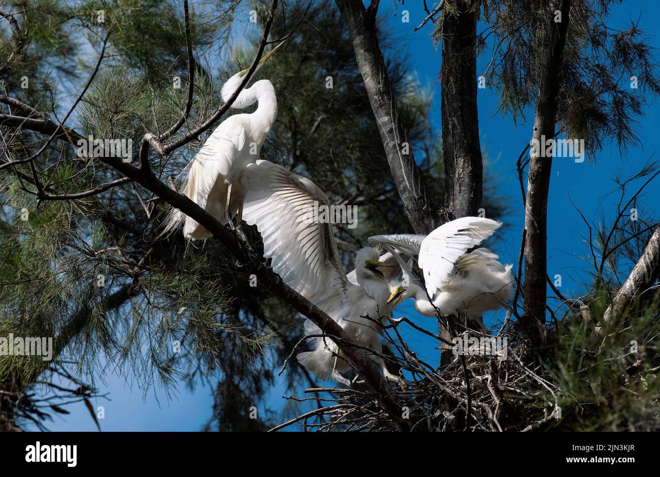 A Great Egret (Ardea alba) with two juveniles on a tree in Sydney, NSW ...