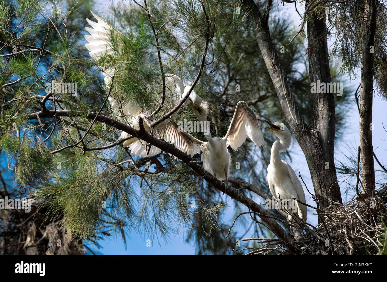 A Great Egret (Ardea alba) with two juveniles on a tree in Sydney, NSW ...