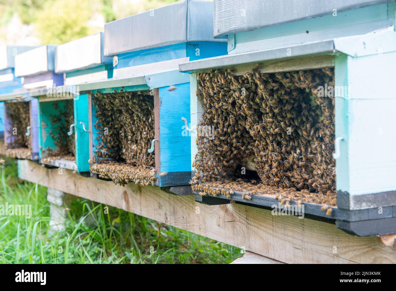 Hives for bees in chestnut wood Stock Photo - Alamy