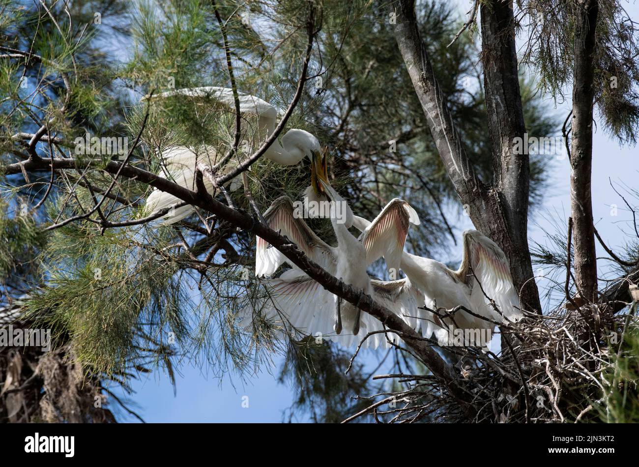A Great Egret (Ardea alba) with two juveniles on a tree in Sydney, NSW ...