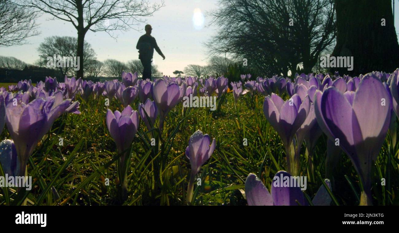 SPRING IS IN THE AIR. CROCUSES BURST INTO BLOOM AT SOUTHSEA COMMON ...