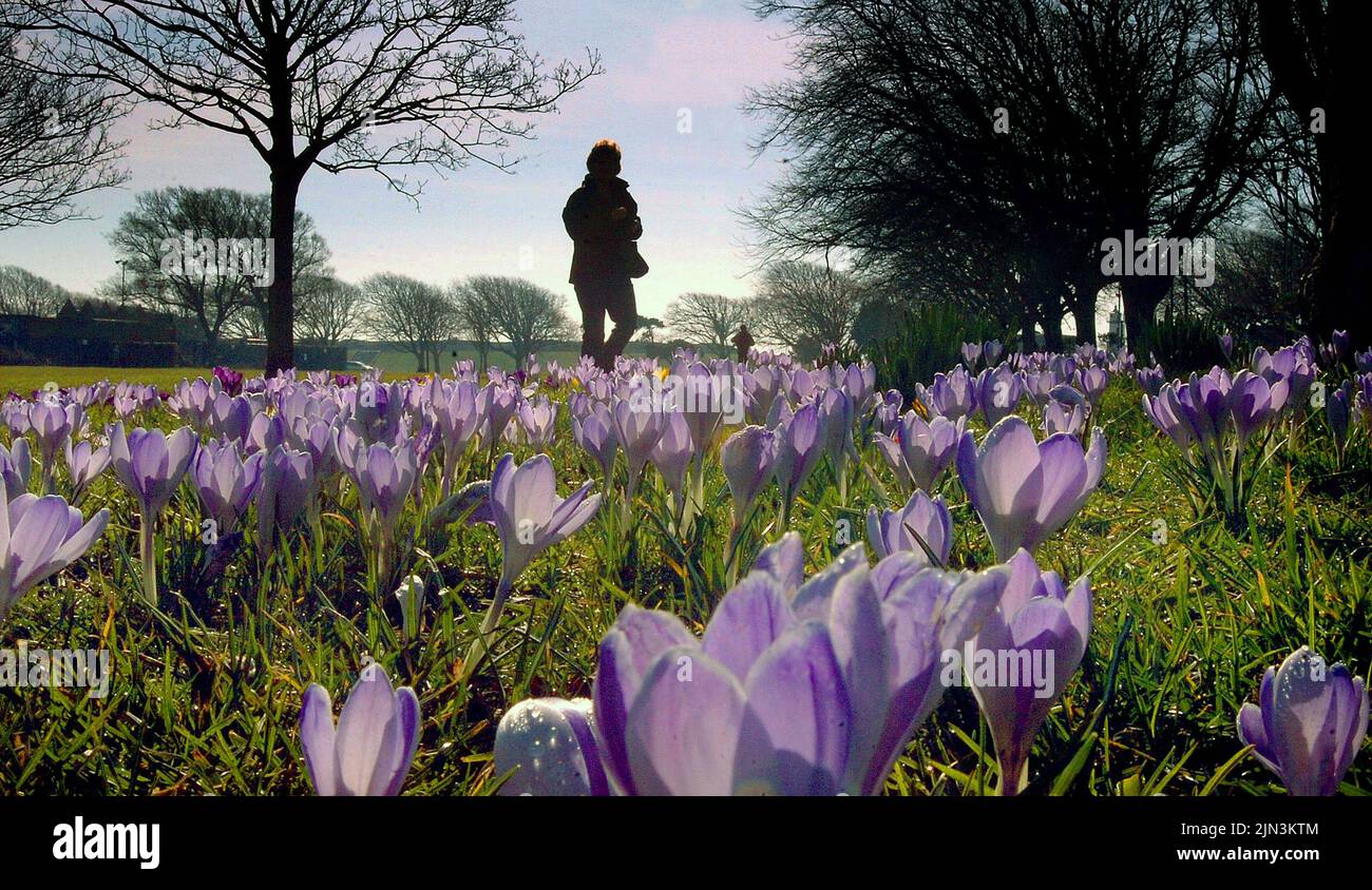 SPRING IS IN THE AIR. CROCUSES BURST INTO BLOOM AT SOUTHSEA COMMON ...