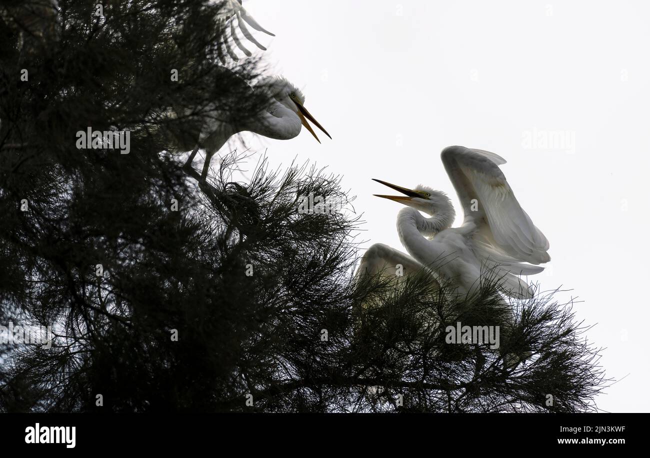 Two Great Egrets (Ardea alba) cn a tree in Sydney, NSW, Australia ...