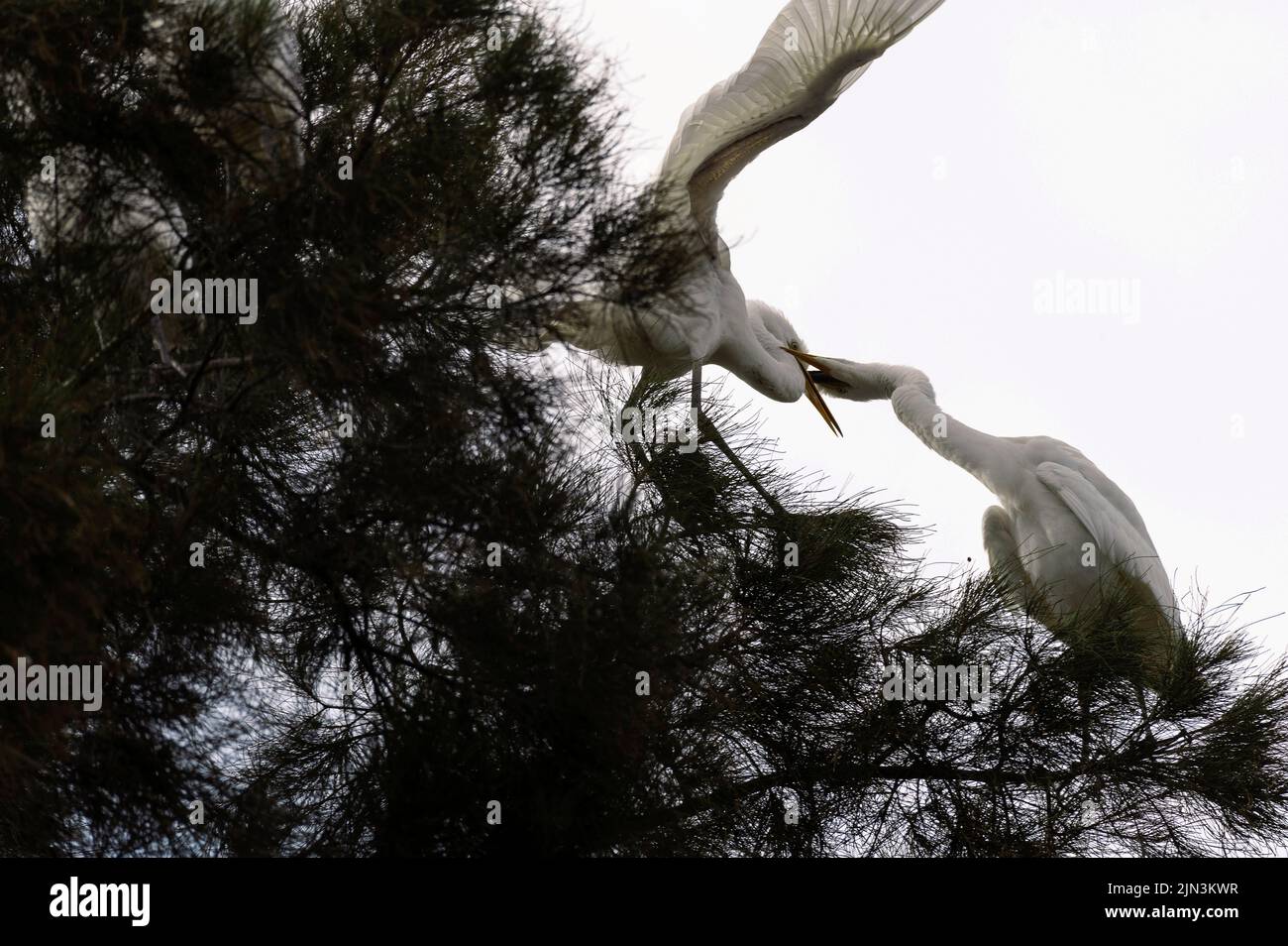 Two Great Egrets (Ardea alba) on a tree in Sydney, NSW, Australia ...