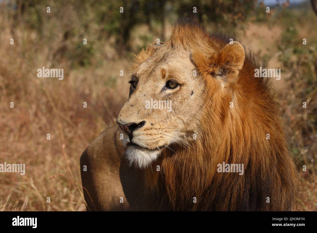 Afrikanischer Löwe / African lion / Panthera leo Stock Photo - Alamy