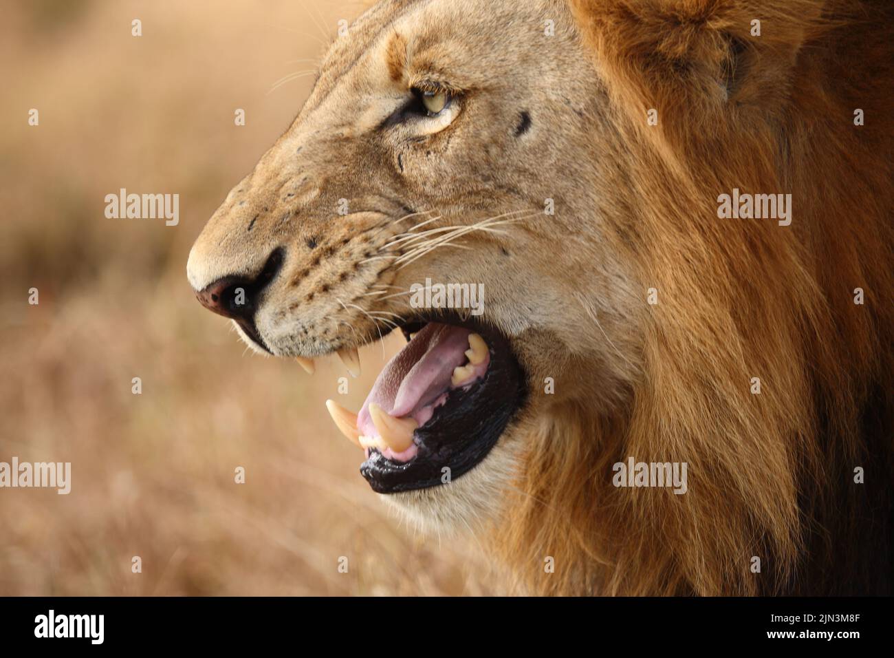 Afrikanischer Löwe / African lion / Panthera leo Stock Photo - Alamy