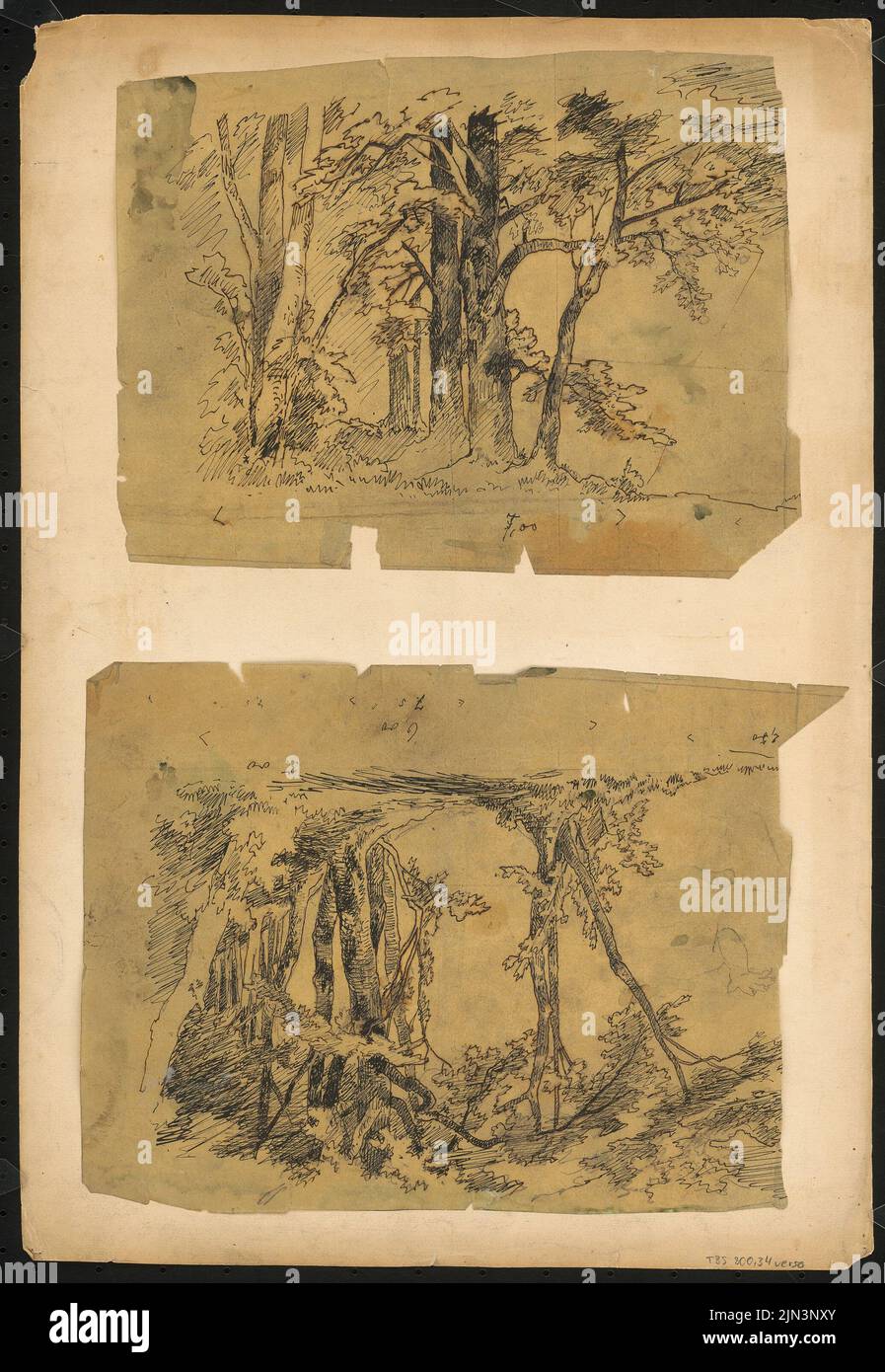 Stage studies: tree group Stock Photo - Alamy