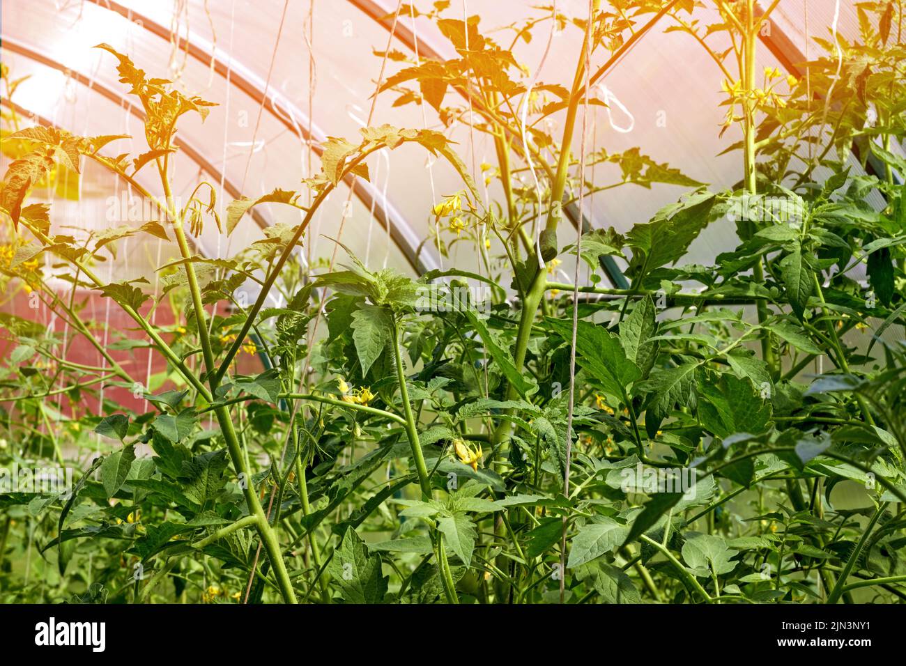 Seedlings tomato tied ropes growing hi-res stock photography and images ...