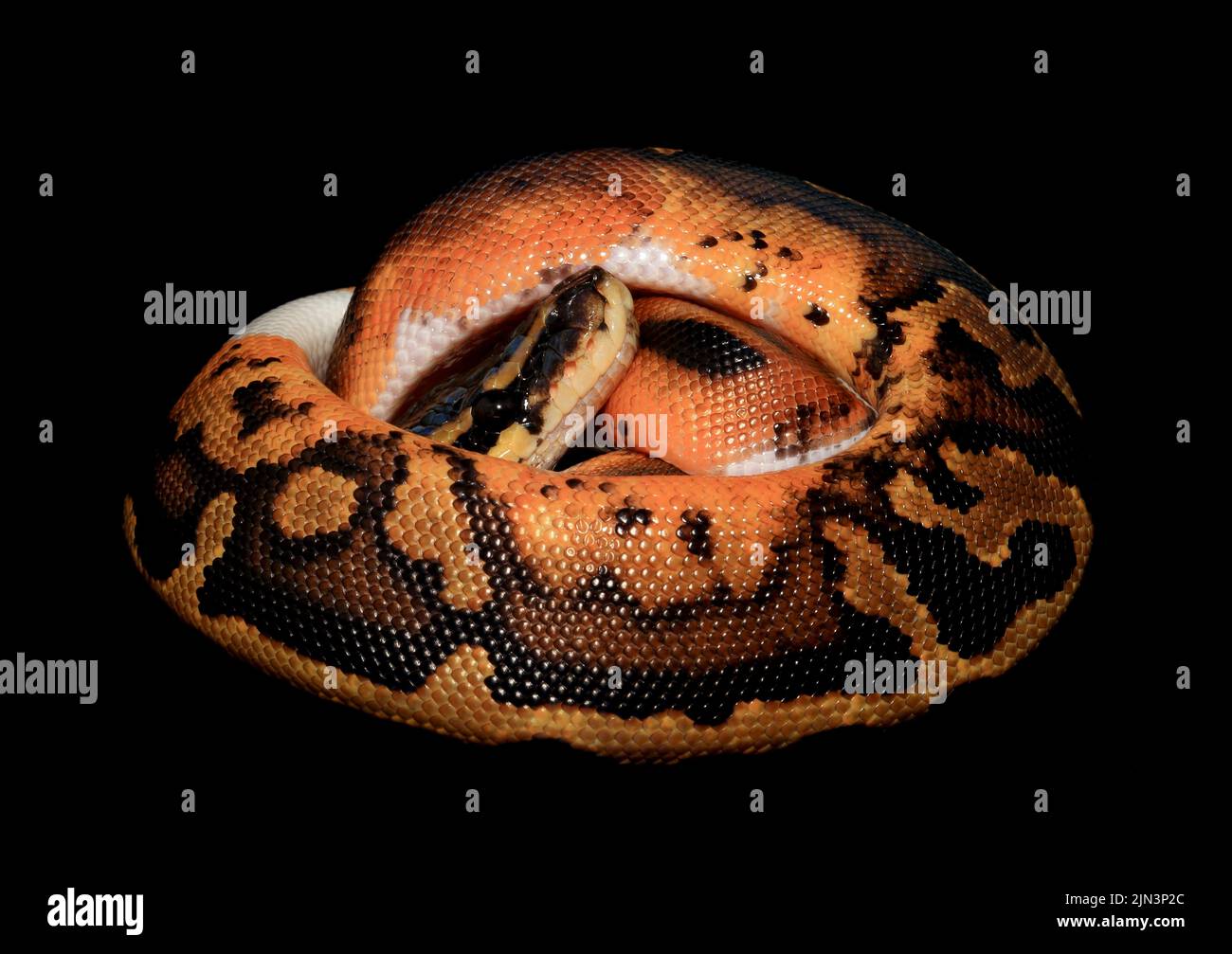 A Curved Ball Python against a Black Background Stock Photo - Alamy