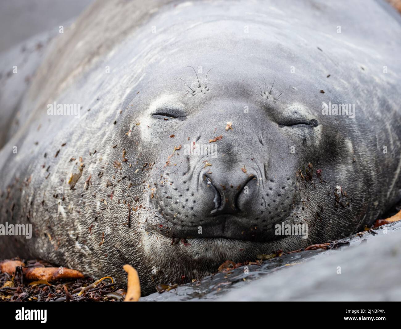 The southern elephant seal (Mirounga leonina) is the largest of the ...