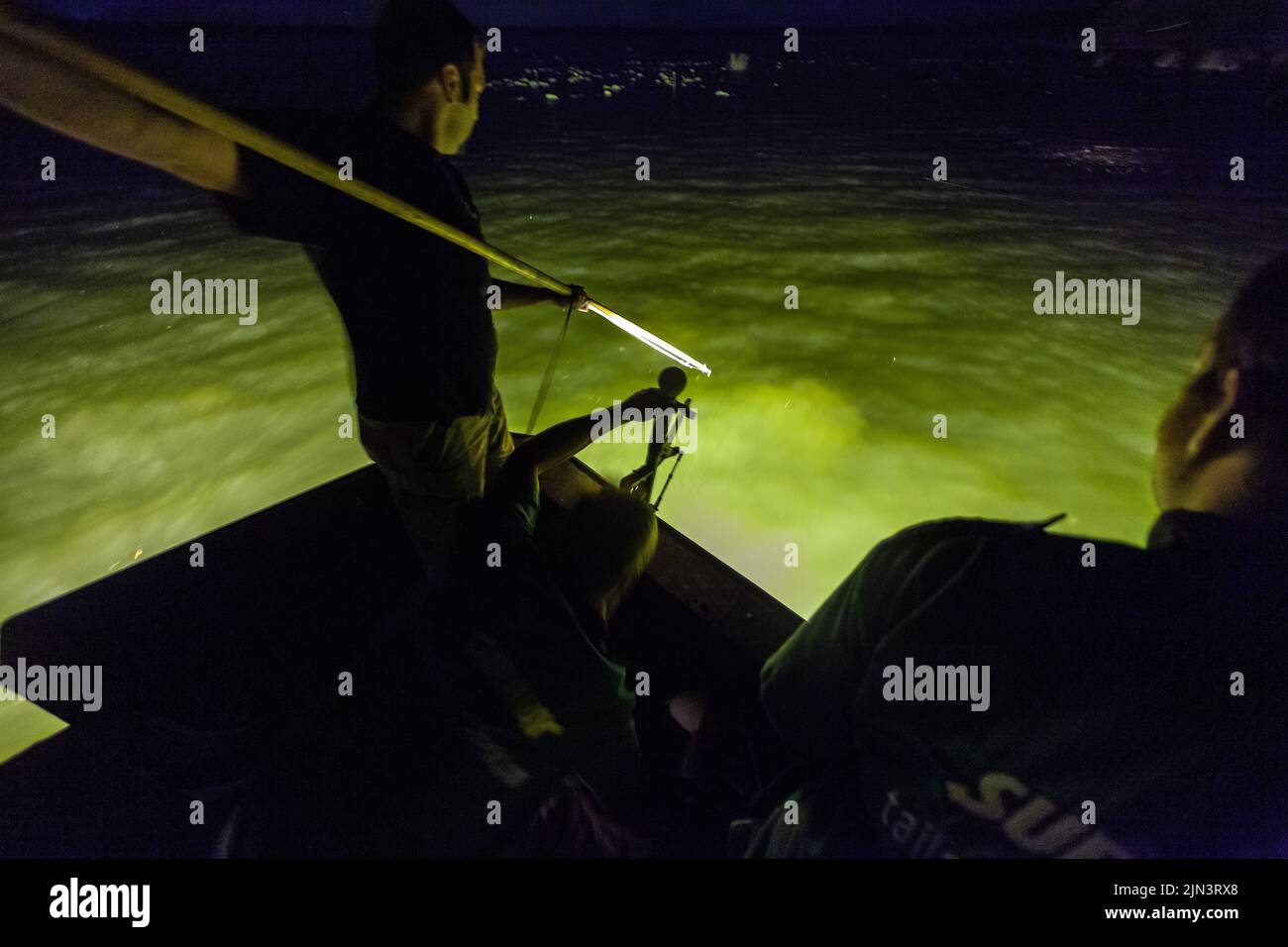 An alligator hunting guide prepares to harpoon a 12-foot alligator ...