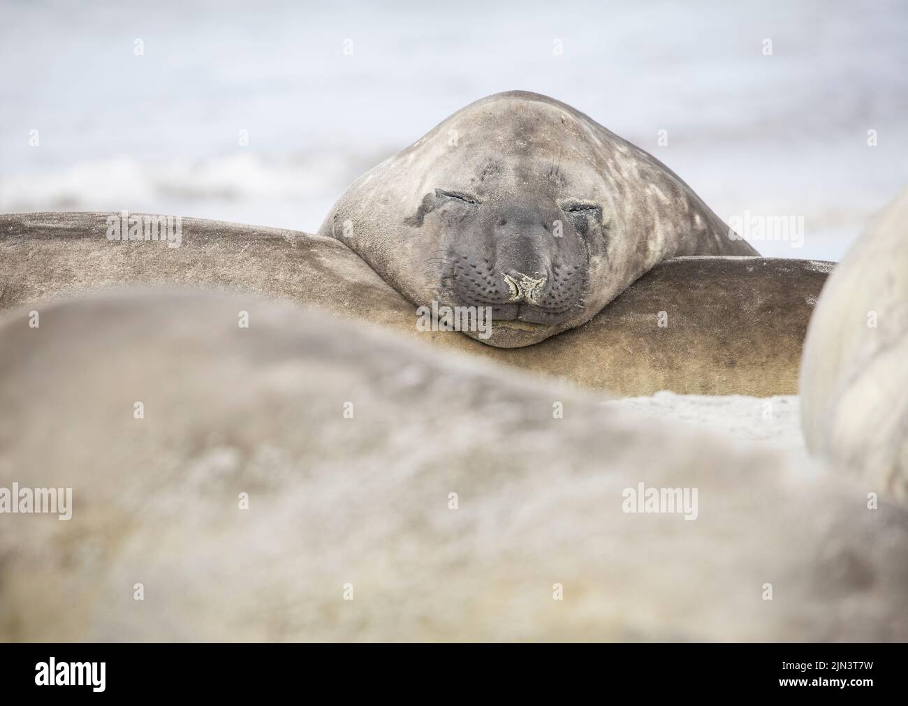 The southern elephant seal (Mirounga leonina) is the largest of the ...