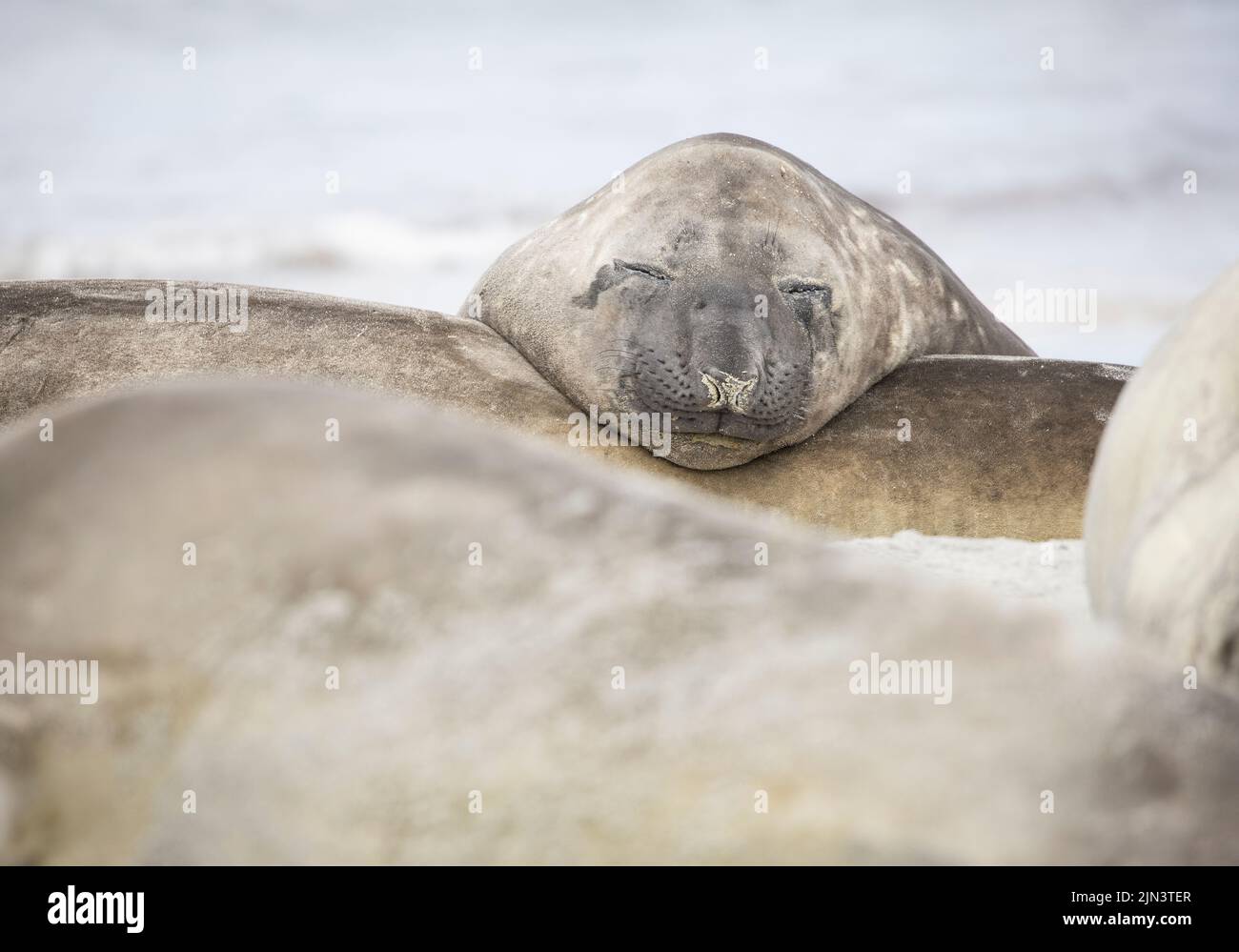 The southern elephant seal (Mirounga leonina) is the largest of the ...