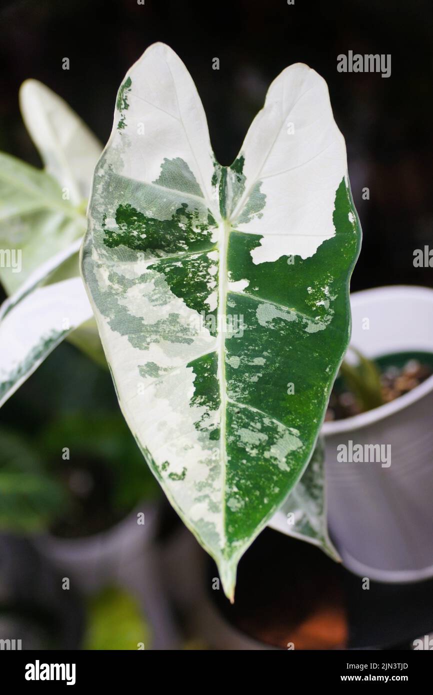 Stunning white and green marbled leaf of Alocasia Frydek variegated ...