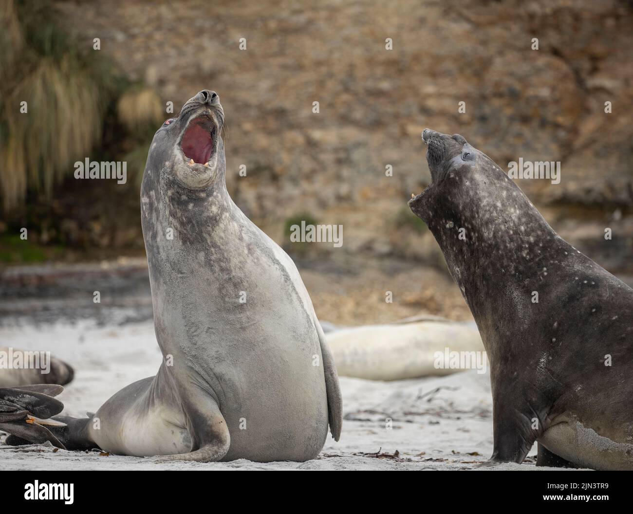 The southern elephant seal (Mirounga leonina) is the largest of the ...