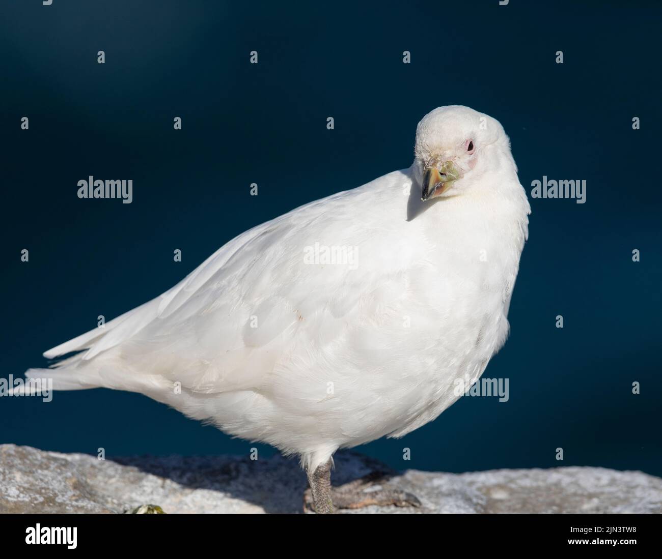 The snowy sheathbill (Chionis albus) is the only land bird native to ...