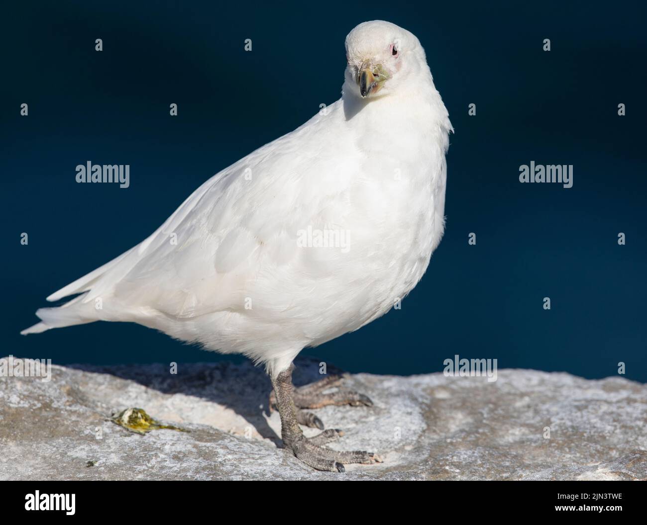 The snowy sheathbill (Chionis albus) is the only land bird native to ...