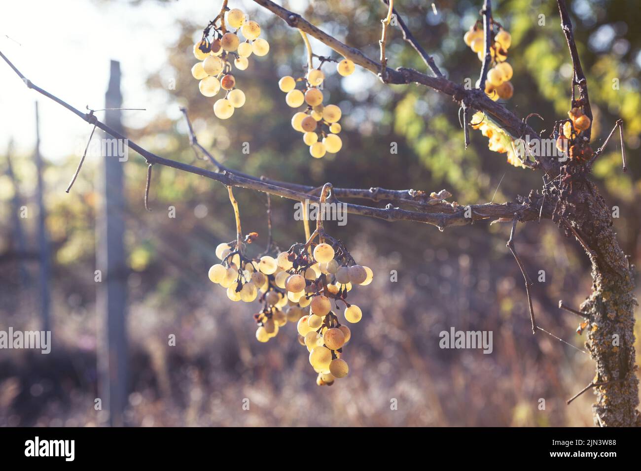 Rare grape clusters in the vineyard . Growing grape in autumn Stock ...