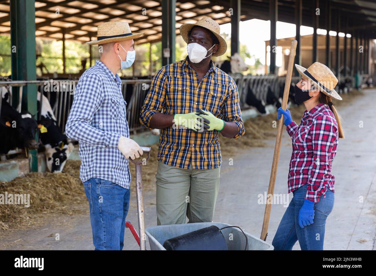 Three farmers in masks posing on a farm in a cowshed Stock Photo - Alamy
